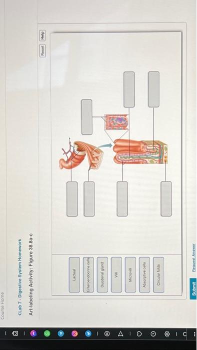 Solved KLab 7-Digestive System Homework Art-labeling | Chegg.com