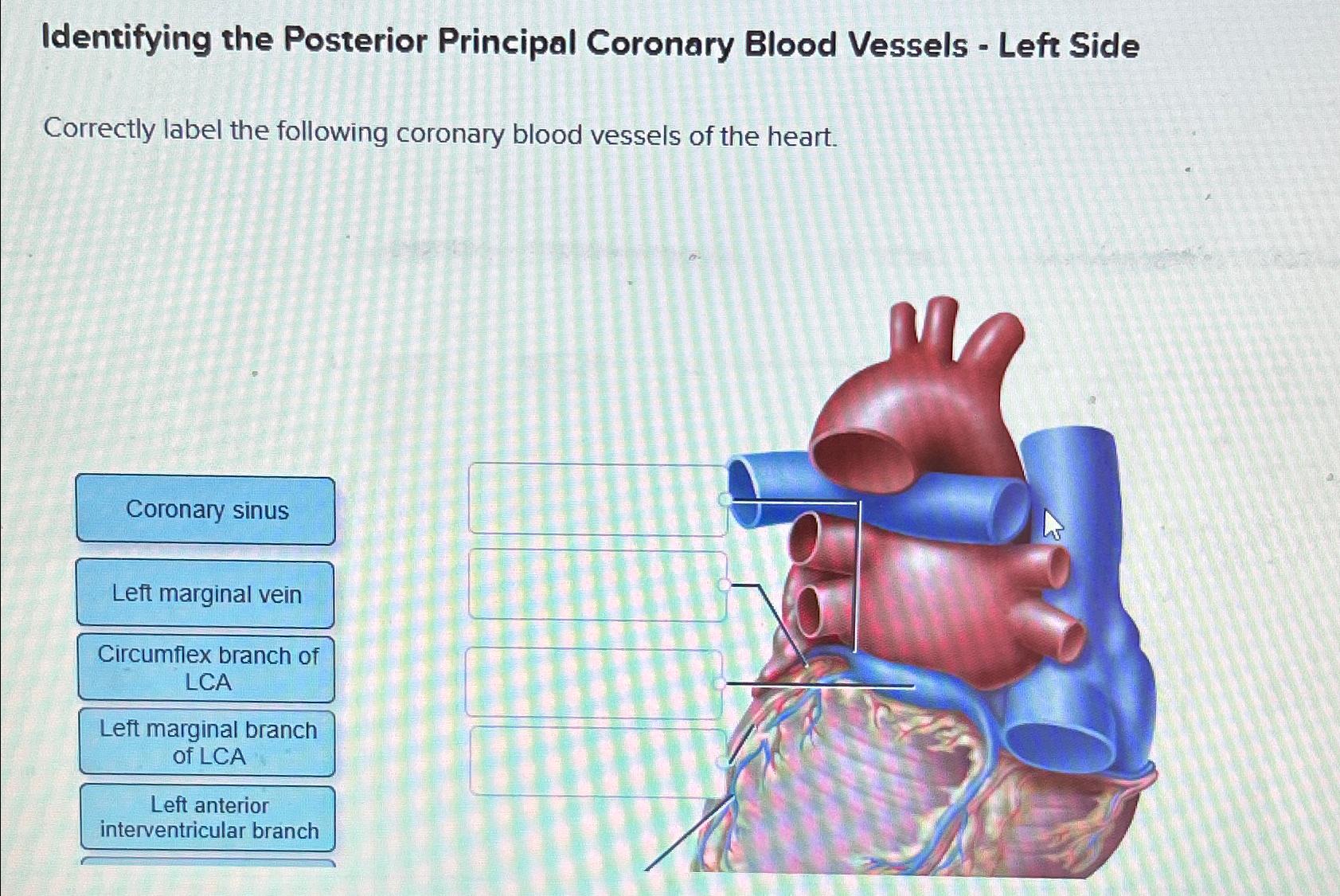 Solved Identifying the Posterior Principal Coronary Blood | Chegg.com