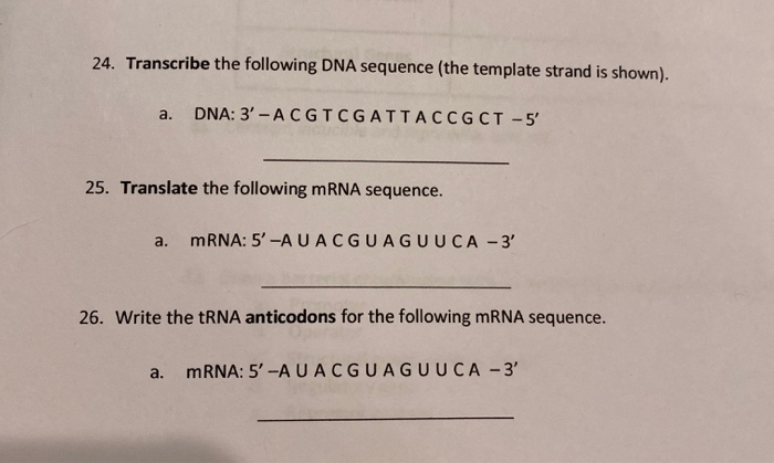 Solved 24. Transcribe the following DNA sequence (the | Chegg.com