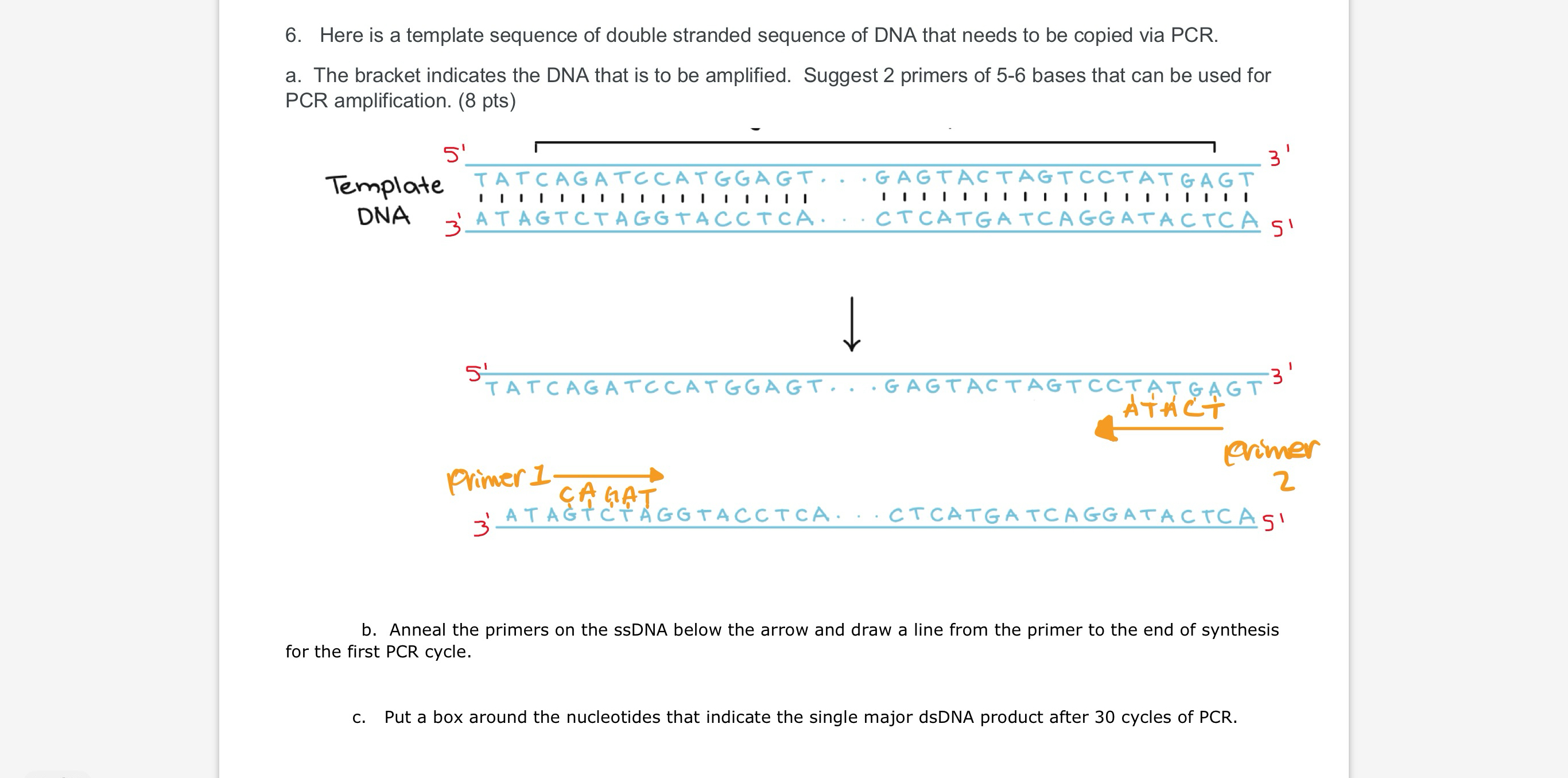 Solved Here is a template sequence of double stranded | Chegg.com