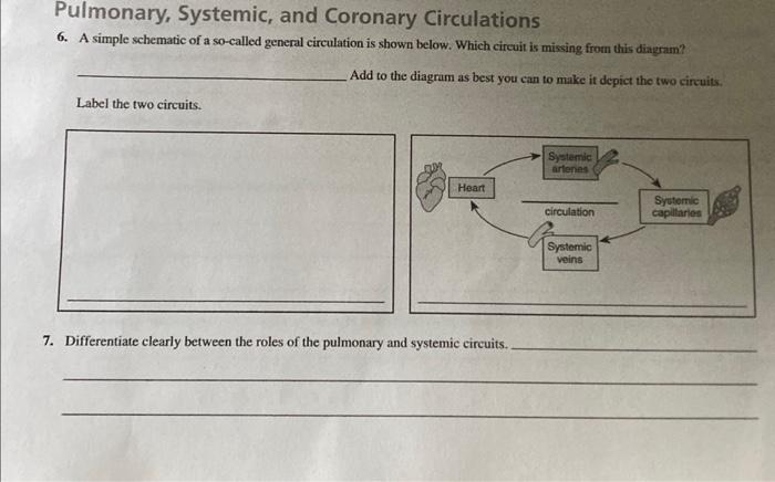 Solved Pulmonary, Systemic, and Coronary Circulations 6. A | Chegg.com