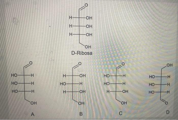Solved H Н. -ОН Н- -ОН H -ОН ОН D-Ribosa он НО- H H -ОН І -Н | Chegg.com