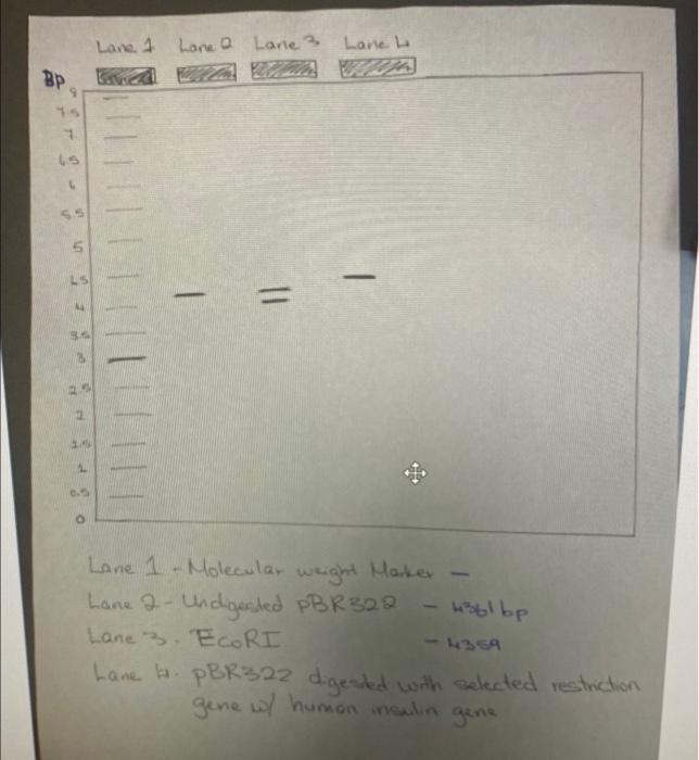 Solved The arrows in the map show the direction of | Chegg.com