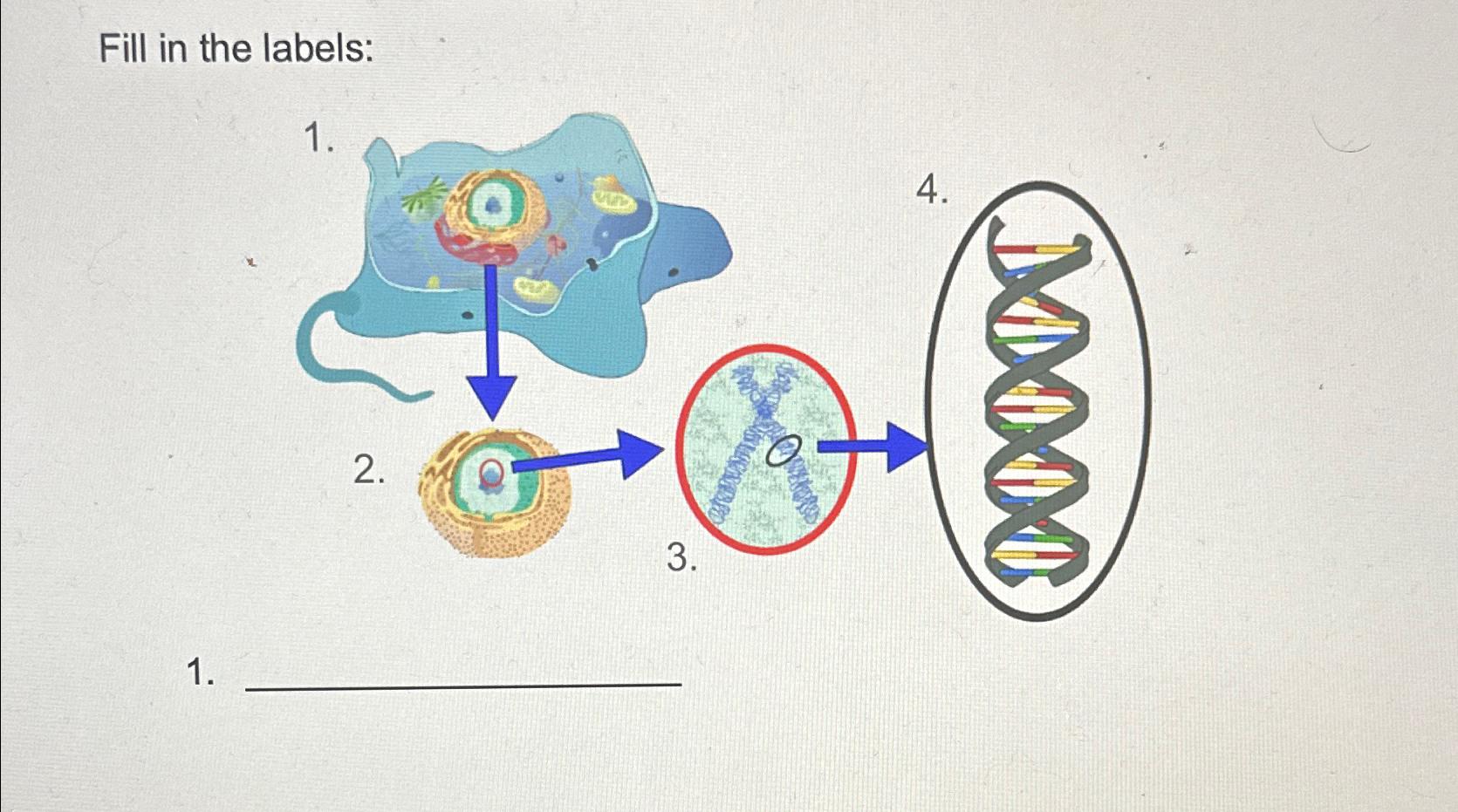 Solved Fill in the labels:1. | Chegg.com