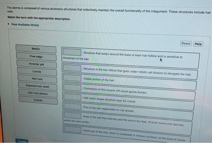 Solved The dermis is composed of various accessory | Chegg.com