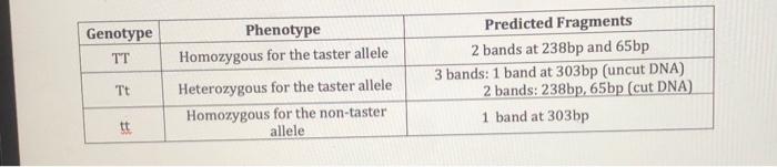 Solved Genotype TT Phenotype Homozygous for the taster | Chegg.com