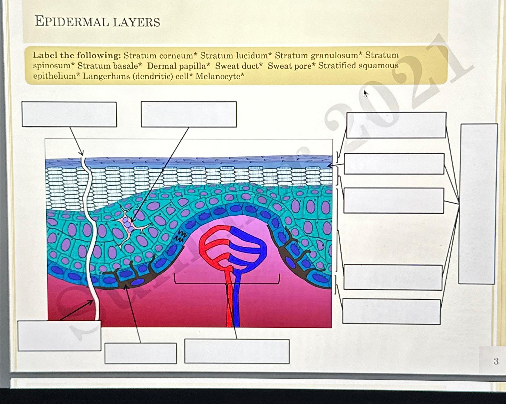 Solved EPIDERMAL LAYERSLabel the following: Stratum corneum* | Chegg.com