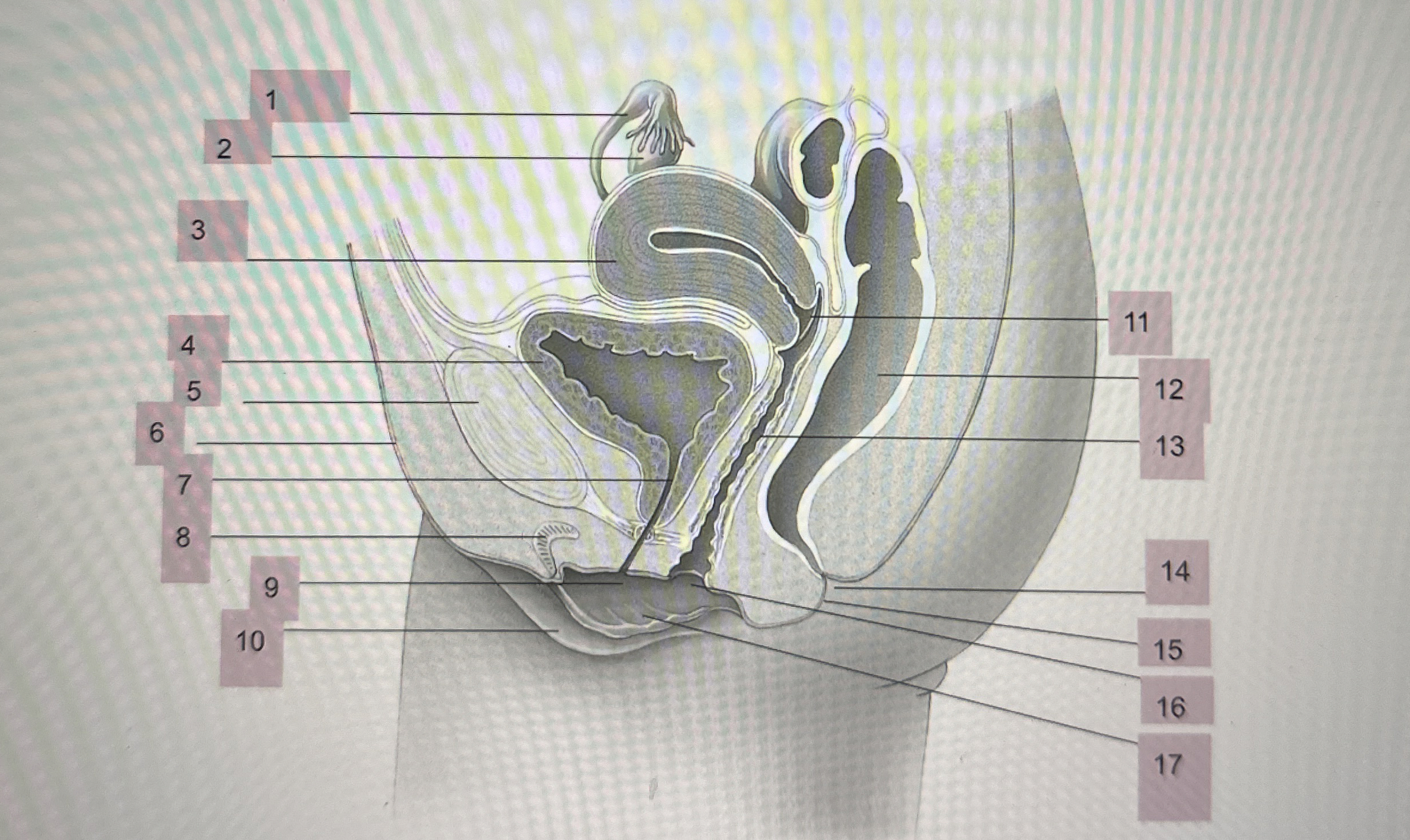 Solved Label the parts of the female reproductive system | Chegg.com