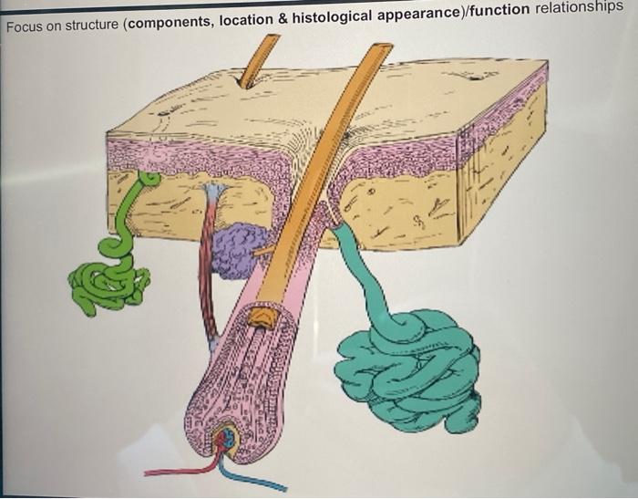 Solved Focl Incation \& histological appearance)/function | Chegg.com