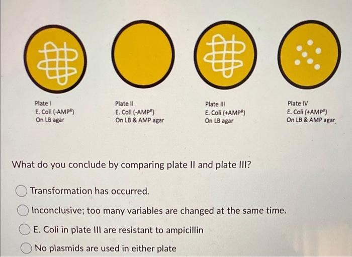 Solved What do you conclude by comparing plate II and plate | Chegg.com
