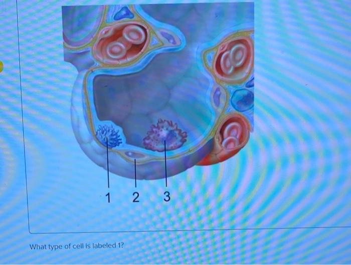 Solved What type of cell is labeled 1 ? | Chegg.com