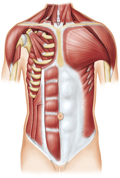 Solved Identify the indicated muscles of the chest and | Chegg.com