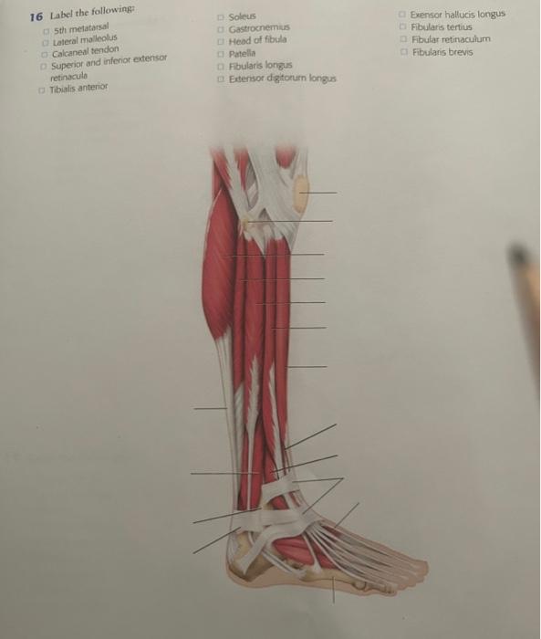 Solved 16 Label the following: Exensor hallucis longus | Chegg.com