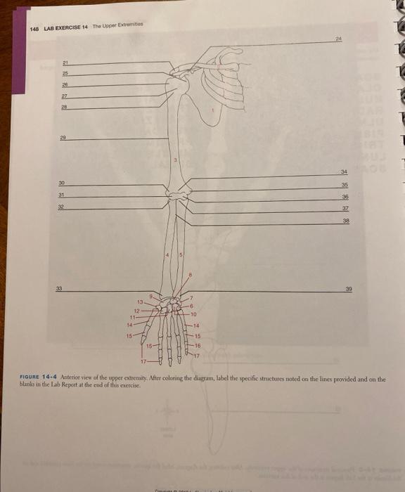 Solved Anatomy and Physiology Lab Manual Upper Extremity | Chegg.com
