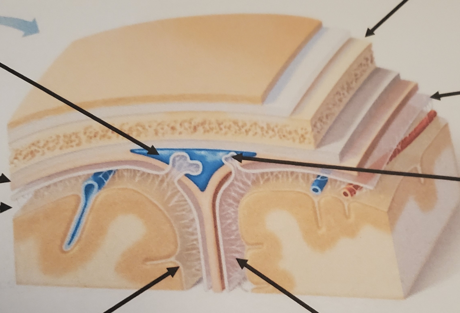 Solved label the structure of the meninges | Chegg.com