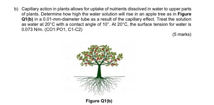 Solved b) Capillary action in plants allows for uptake of | Chegg.com