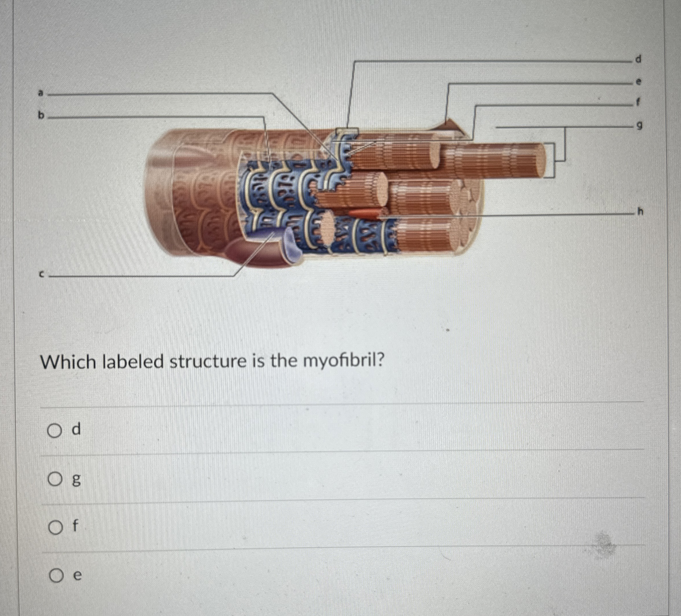 Solved Which labeled structure is the myofibril? ﻿dg ﻿e | Chegg.com