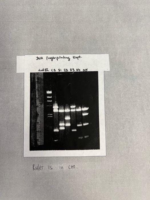 Solved DNA Fingerprinting labwhich one is at the crime | Chegg.com