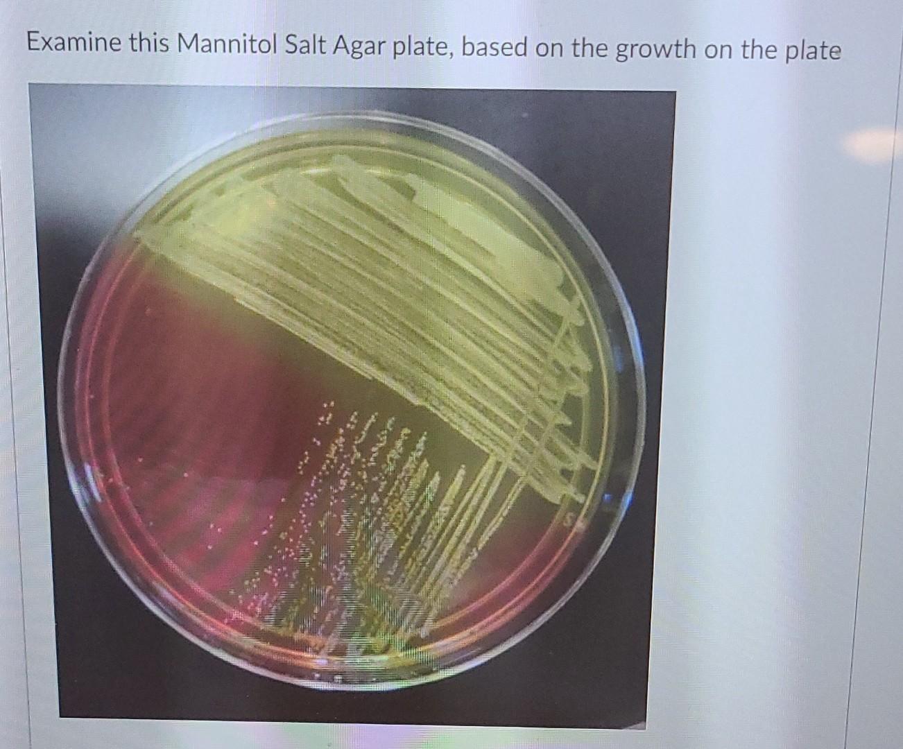 Solved Examine this Mannitol Salt Agar plate, based on the | Chegg.com