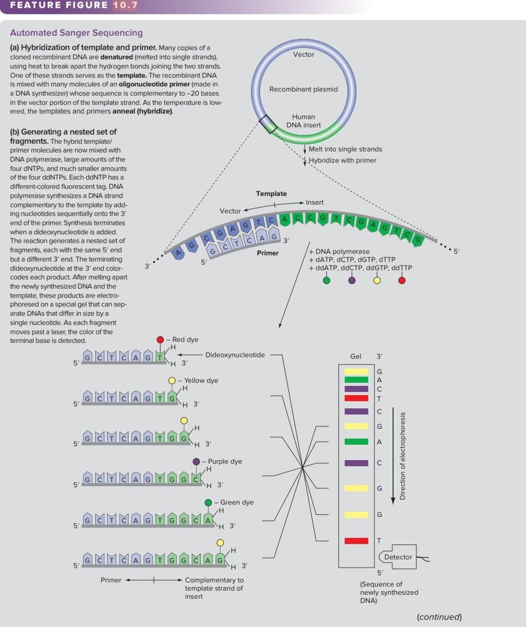 Solved You use the primer 5' GCCTCGAATCGGGTACC 3' to | Chegg.com