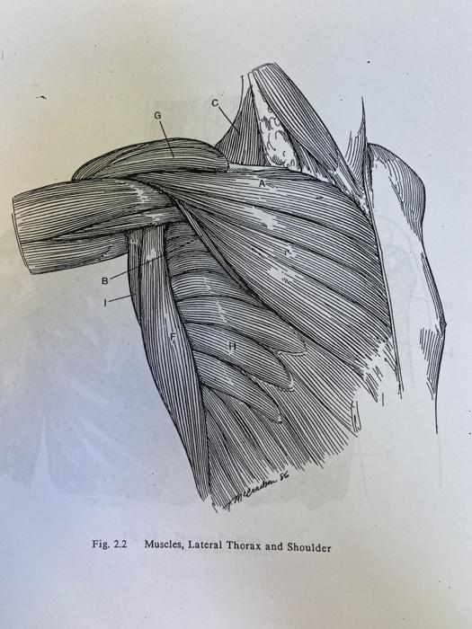 Solved B ba Fig. 2.2 Muscles, Lateral Thorax and Shoulder | Chegg.com