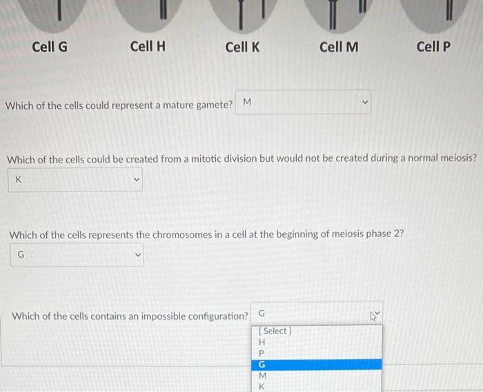 Solved A dihybrid has the genotype AaBb. The diagram depicts | Chegg.com