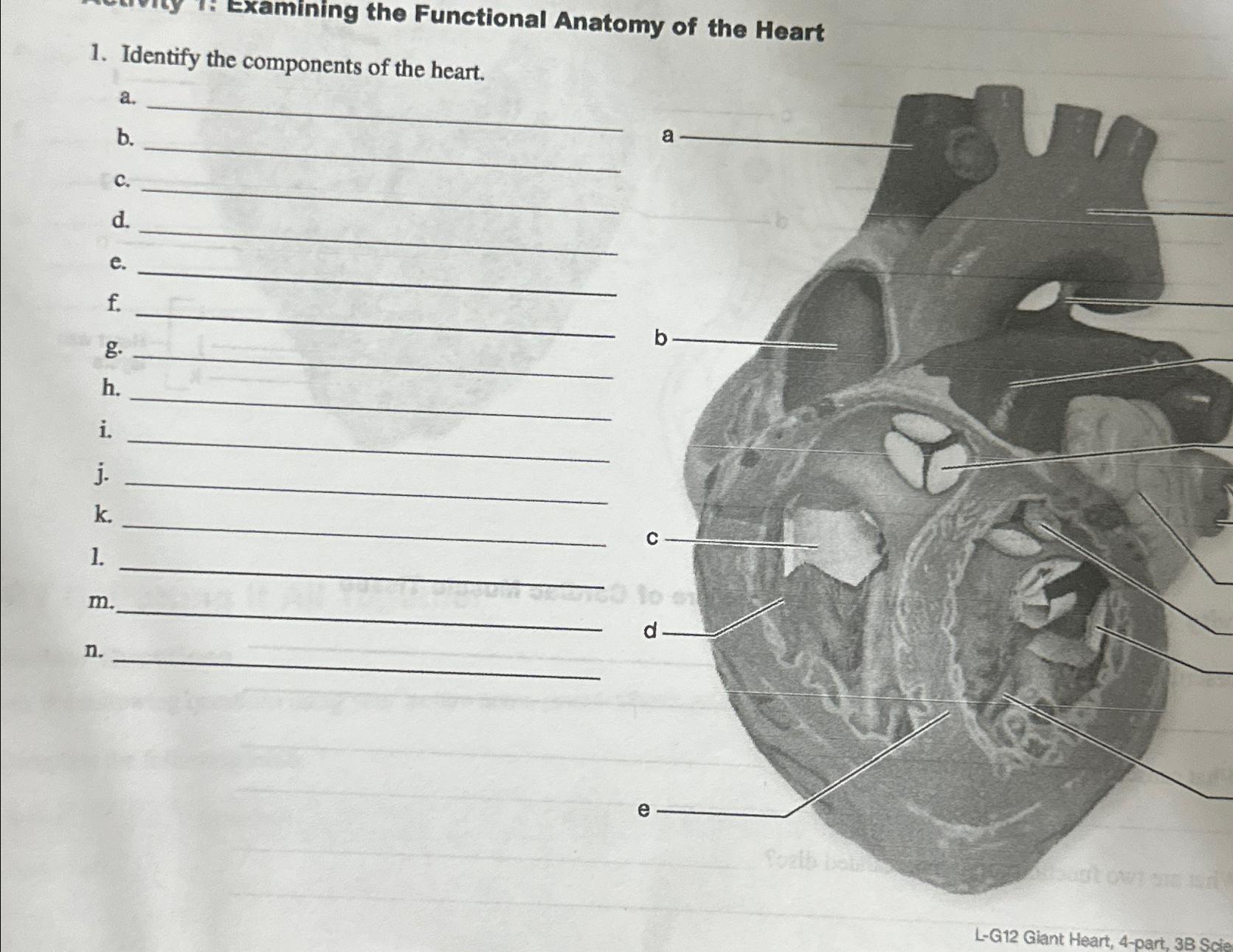 Solved Examining the Functional Anatomy of the HeartIdentify | Chegg.com