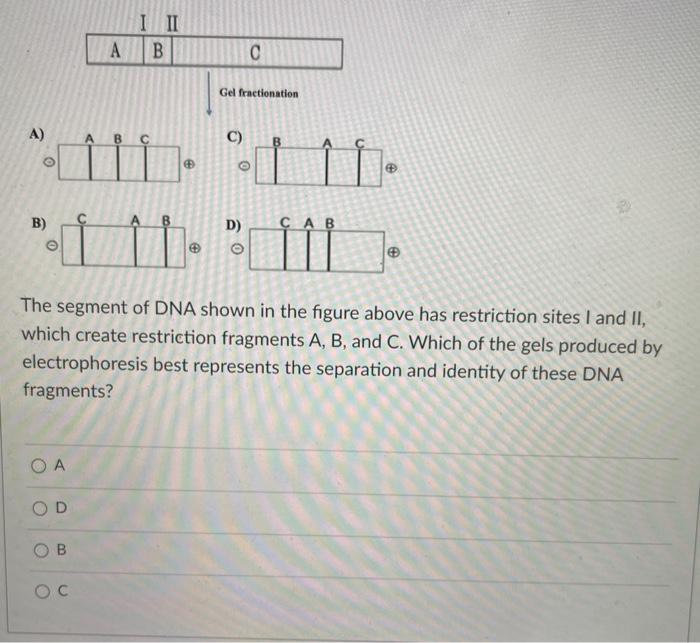 Solved What is the function of reverse transcriptase in | Chegg.com