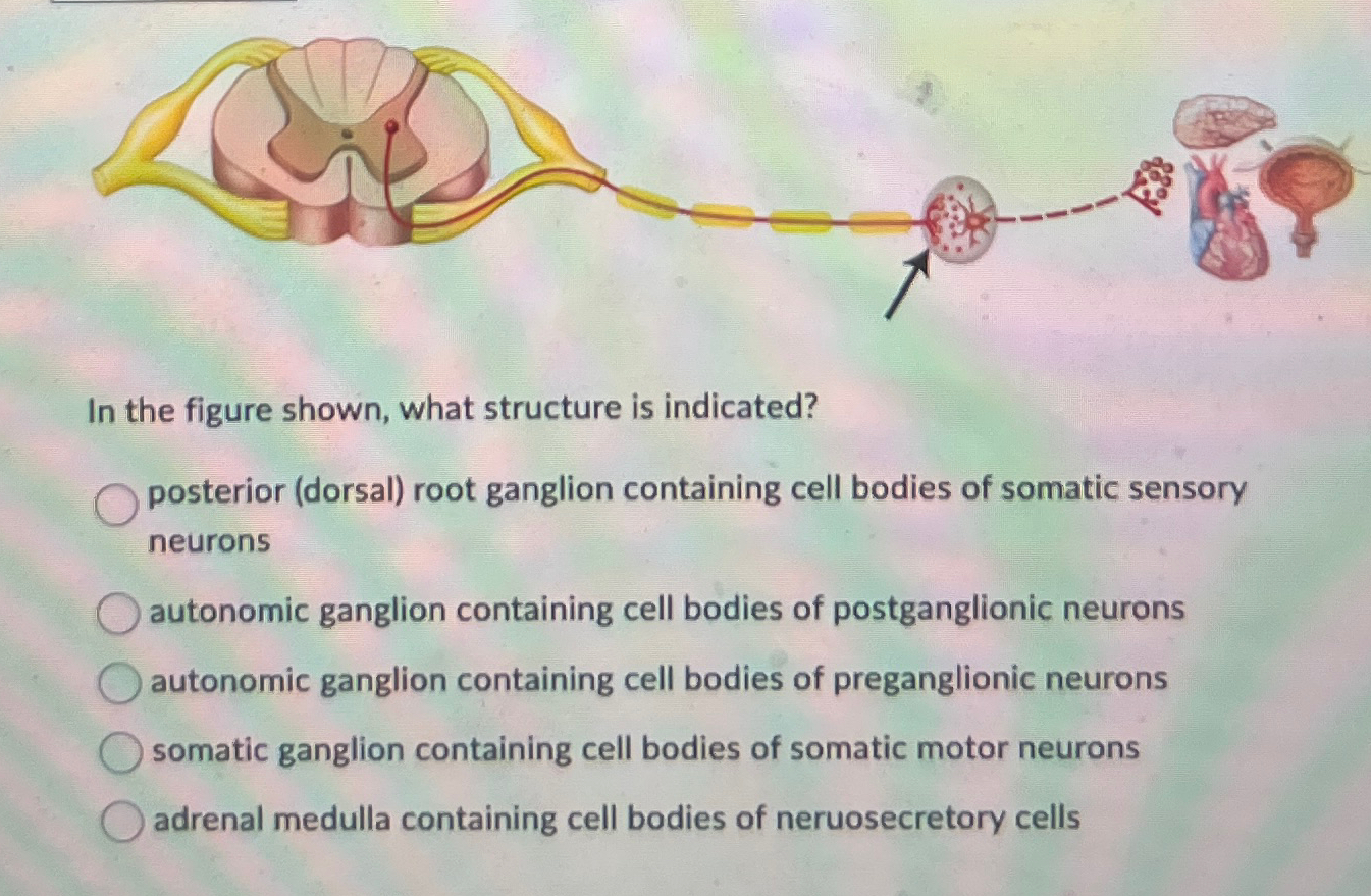 Solved In the figure shown, what structure is | Chegg.com