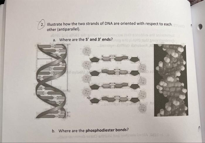 Solved 2. Illustrate how the two strands of DNA are oriented | Chegg.com