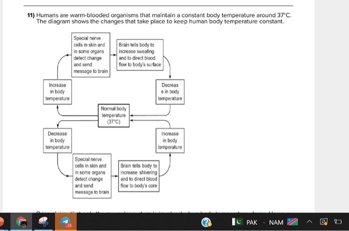 11) Humans are warm-blooded organisms that maintain a | Chegg.com