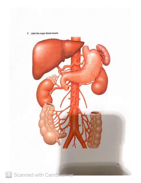 Solved 2. Label the major blood vessels. 2 CS Scanned with | Chegg.com