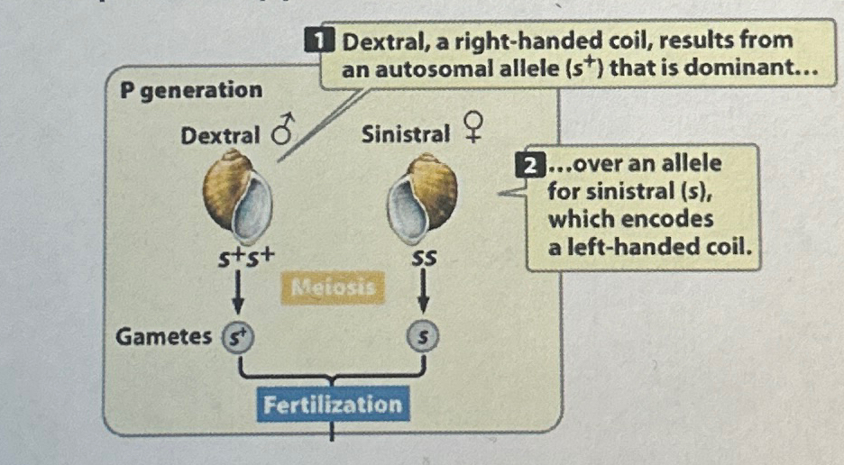 Solved The phenotype of the snail shell coiling direction in | Chegg.com