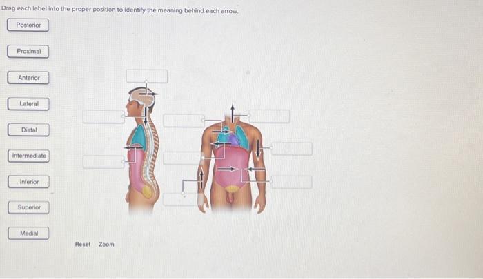 Solved Drag each labet into the proper position to identify | Chegg.com