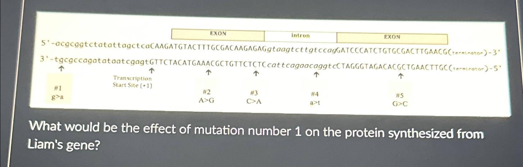 Solved What would be the effect of mutation number 1 ﻿on the | Chegg.com
