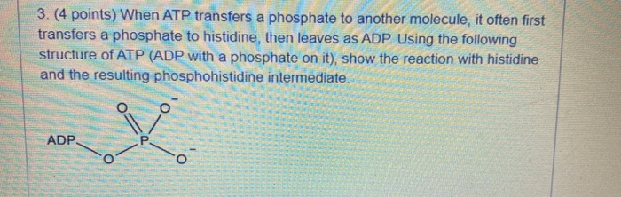 Solved 3. (4 points) When ATP transfers a phosphate to | Chegg.com