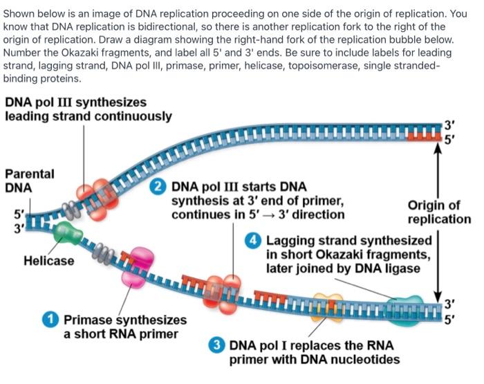 Solved Shown below is an image of DNA replication proceeding | Chegg.com