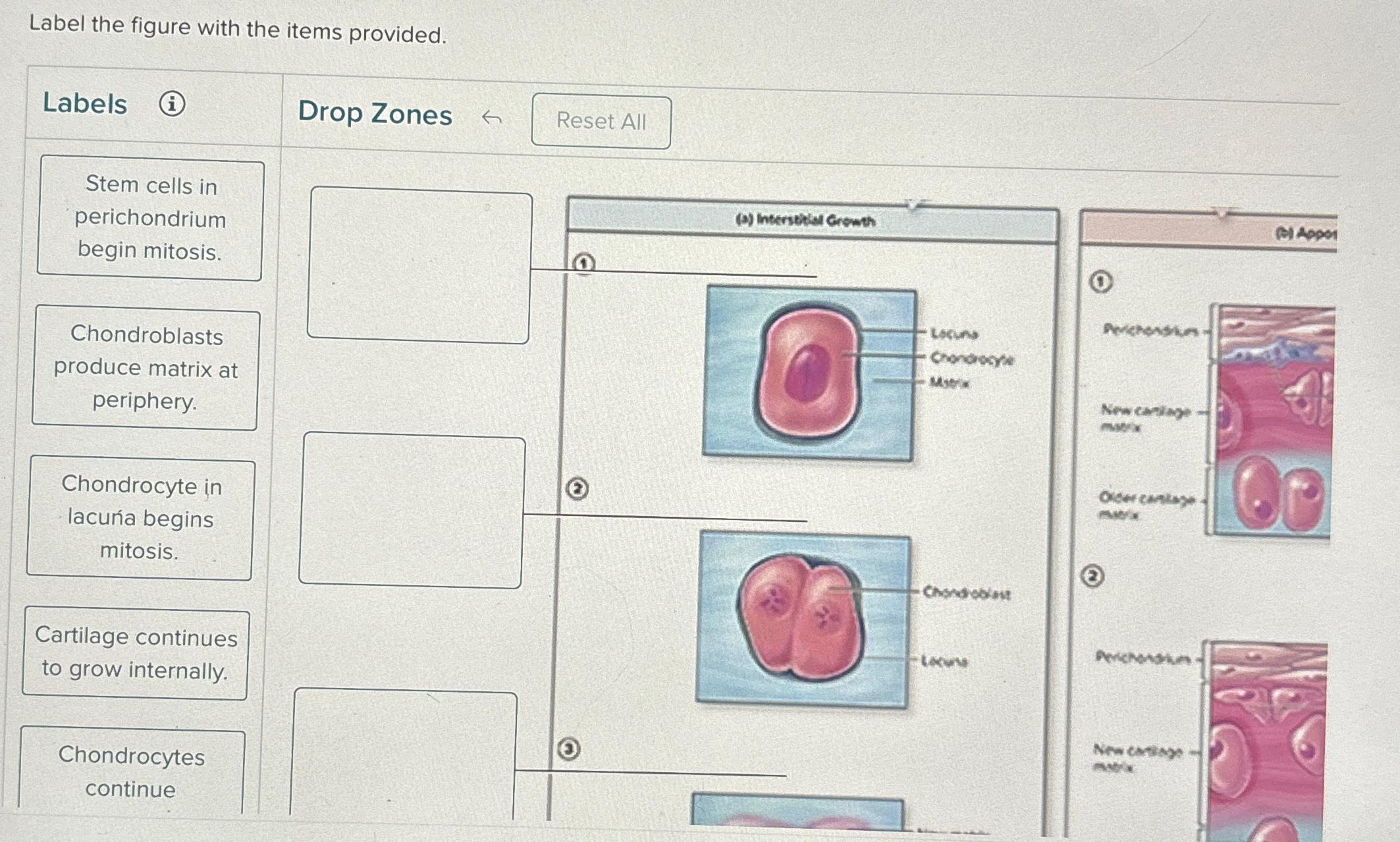 Solved Label the figure with the items | Chegg.com