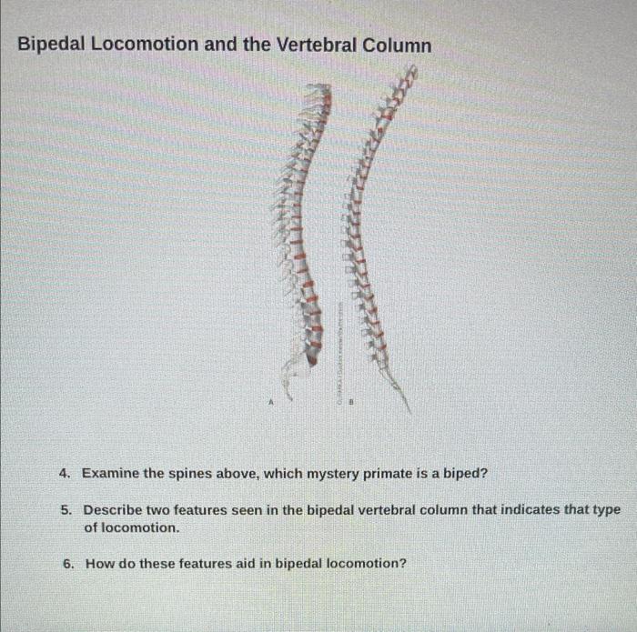 Bipedal Locomotion and the Vertebral Column 4. | Chegg.com