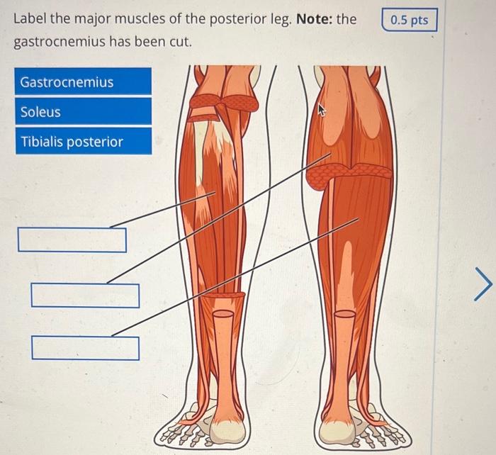 [Solved]: Label the major muscles of the posterior leg. Not