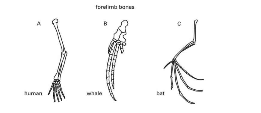 Solved The forelimbs of the organisms in the image below are | Chegg.com