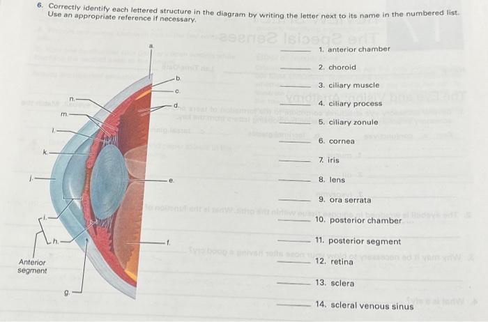 Solved 6. Correctly identify each lettered structure in the | Chegg.com
