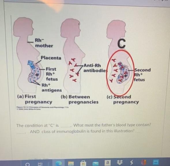 Solved Rh- mother C 27 Placenta Anti-Rh - First antibodies | Chegg.com