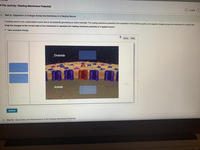 Solved PFlix Activity: Resting Membrane Potential of a Part | Chegg.com