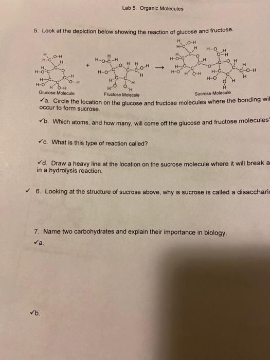 Solved Lab 5. Organic Molecules Carbohydrates mulas of | Chegg.com