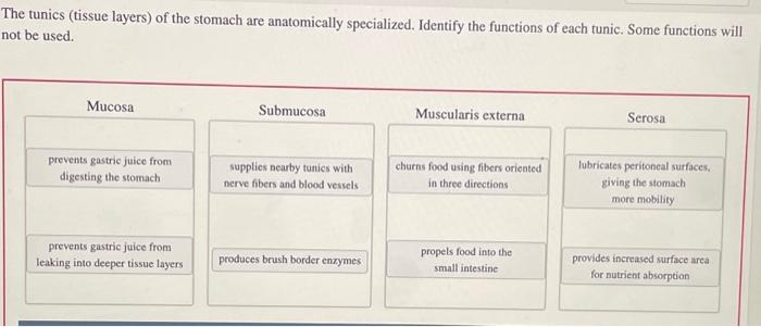 Solved The tunics (tissue layers) of the stomach are | Chegg.com