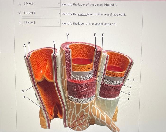 Solved 1. Identify the layer of the vessel labeled A. 2. | Chegg.com