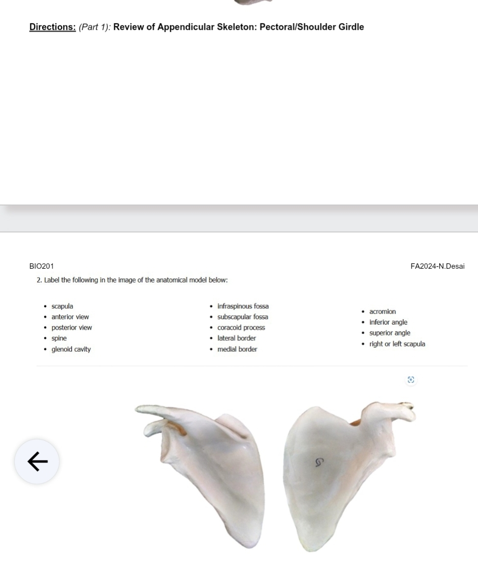 Solved Directions: (Part 1): Review of Appendicular | Chegg.com