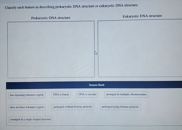 Solved Classify each feature as describing prokaryotic DNA | Chegg.com