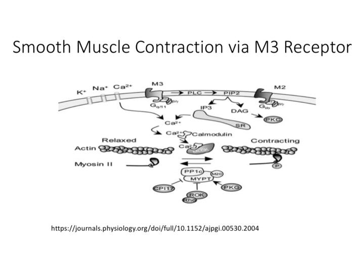 Solved Smooth Muscle Contraction via M3 Receptor M3 K. NaCa. | Chegg.com